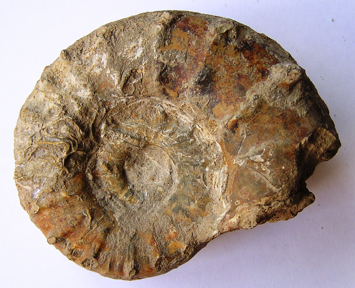 Minéraux du monde: Ma collection de fossile