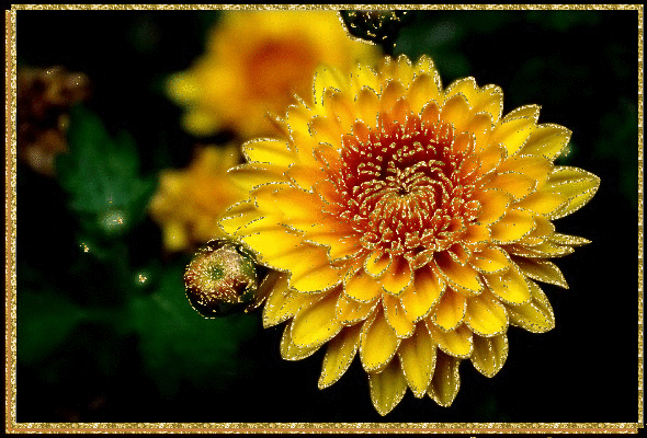 Gif_Paradise: FLOWER GIFS 2