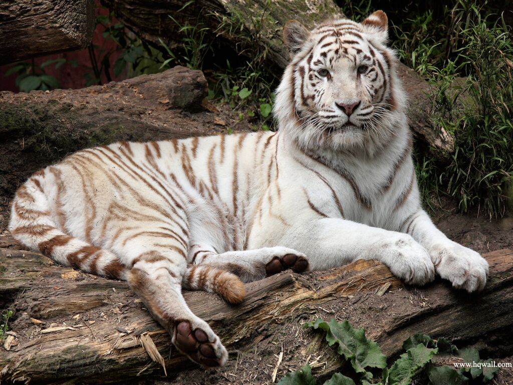 Lovely Pet Wallpaper, Lovely Pets Pictures & Animal Wallpapers