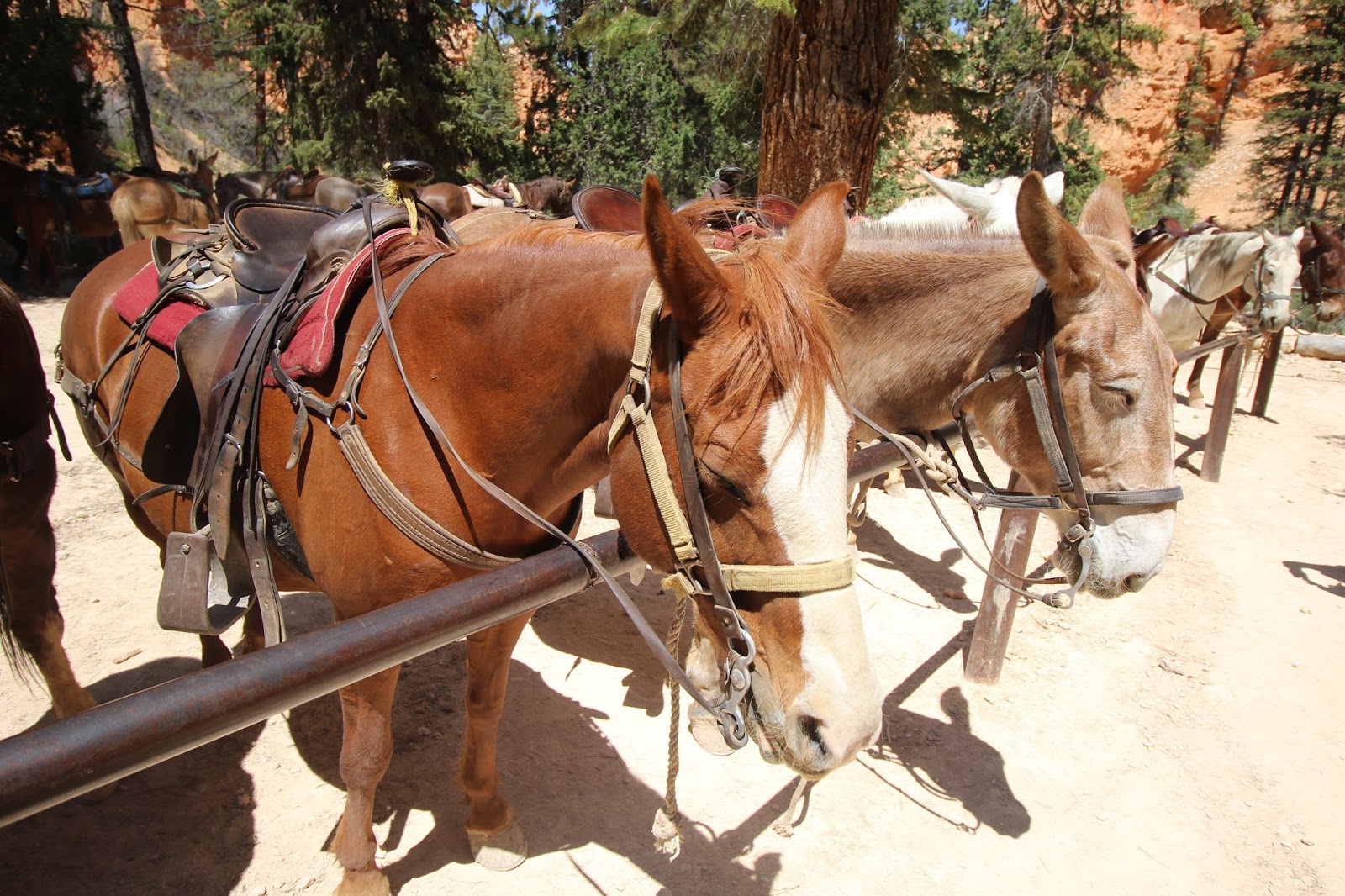 Making Restorations: Mule Rides in Bryce Canyon