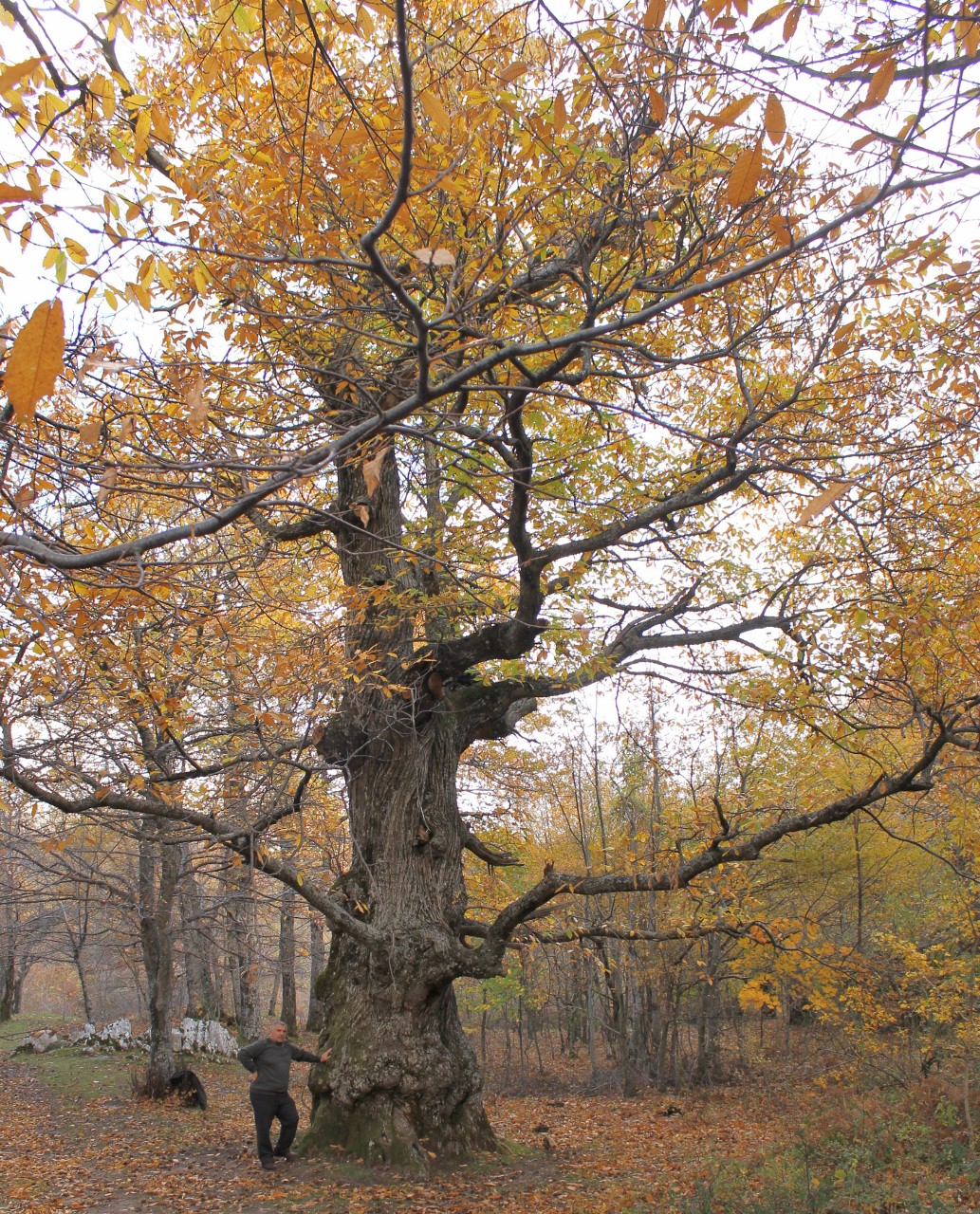 Ho incontrato un albero: Castagno