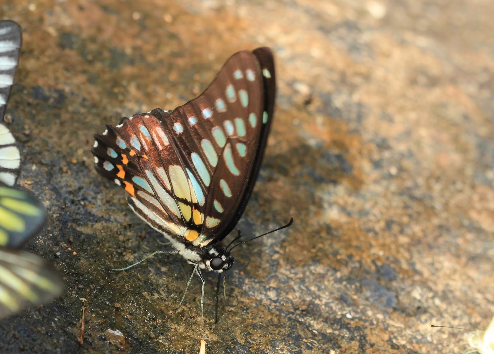 Butterflies of Vietnam: 154. Graphium chironides chironides (The Veined ...