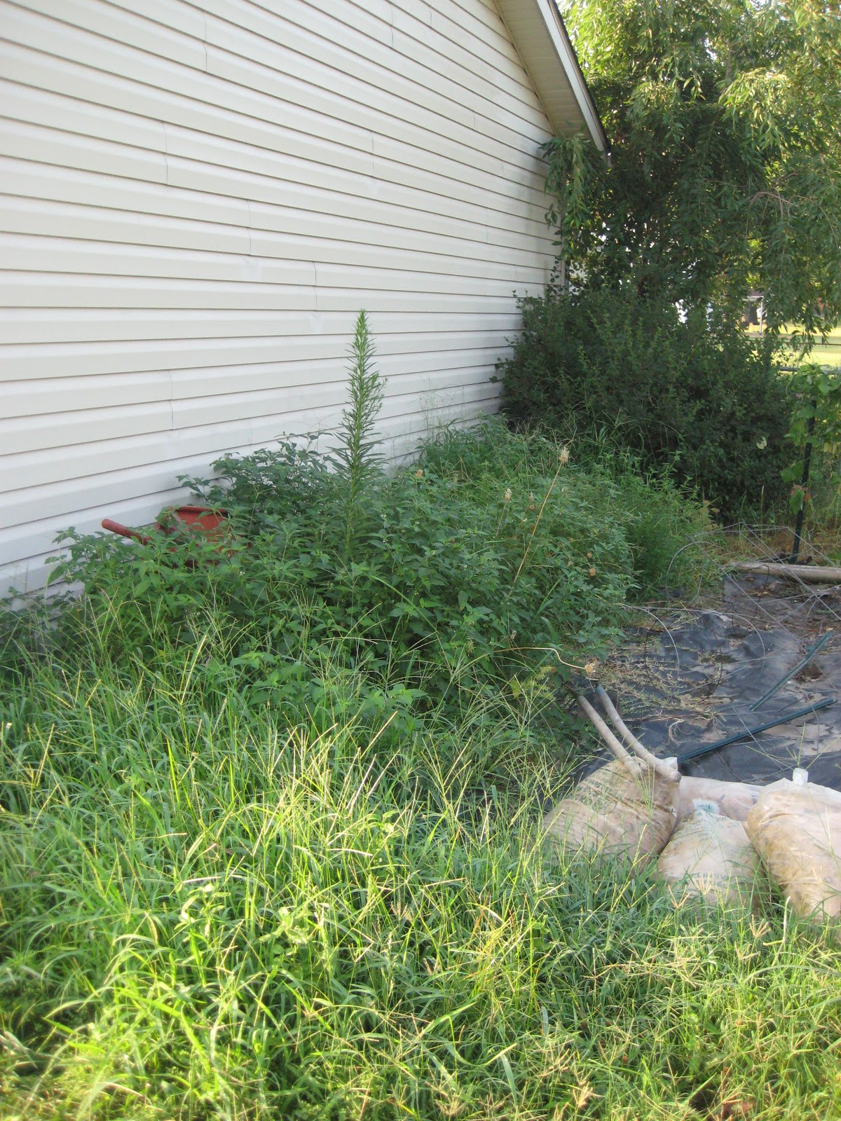 Our Life Without Instructions: Out In the Garden