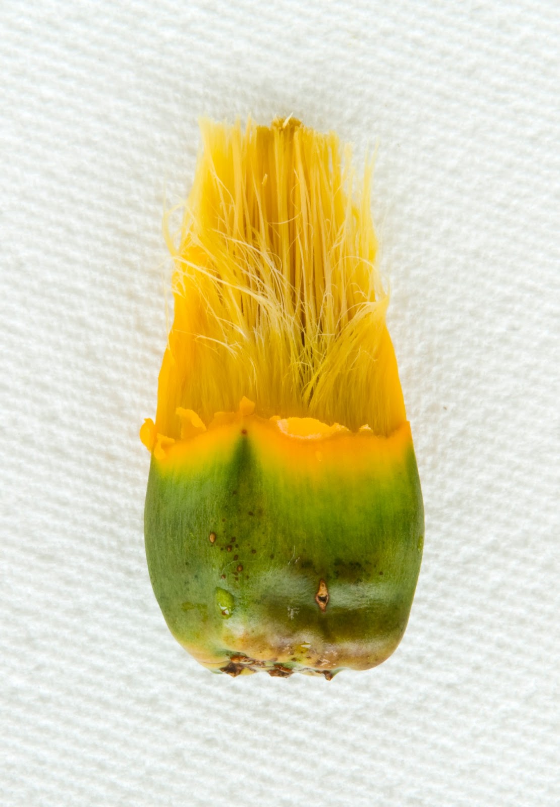 The 3 Foragers: Foraging for Wild, Natural, Organic Food: Wild Edibles ...