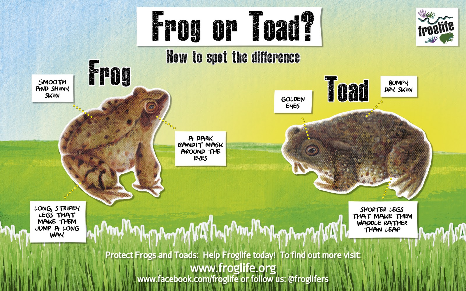 Froglife news: Free Froglife Desktops from Paper Rhino