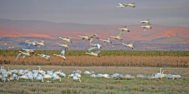 Super Whoopers | Focusing on Wildlife