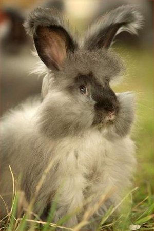 English Angora
