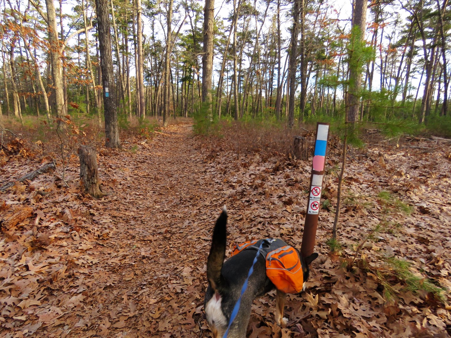 Hiking Wharton Earth Forest, Nj - Batona Trail From Batsto To Mile Mark ...