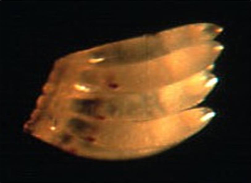 Budidaya Teknik dan Teknologi Pertanian: Pengendalian Hama Wereng