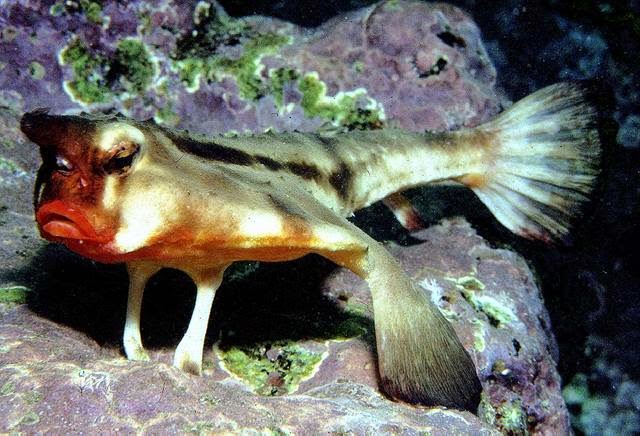 The most significant and unique creature: THE RED –LIPPED BATFISH