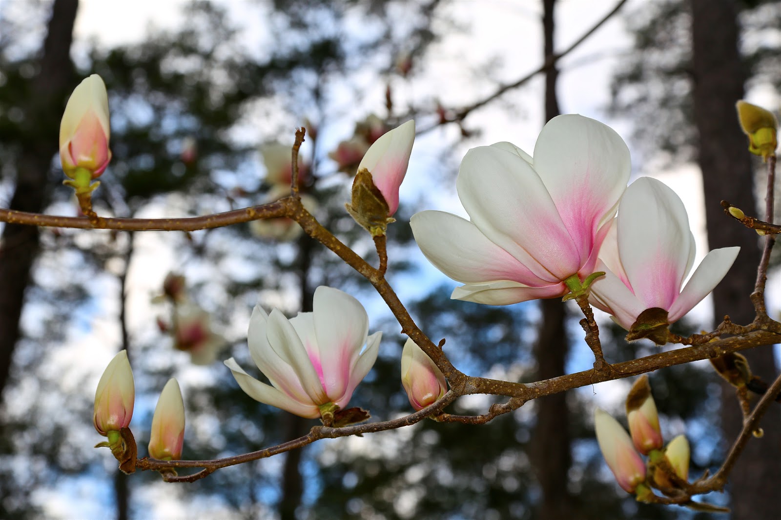 Sweet Southern Days: Japanese Magnolia Blossoms