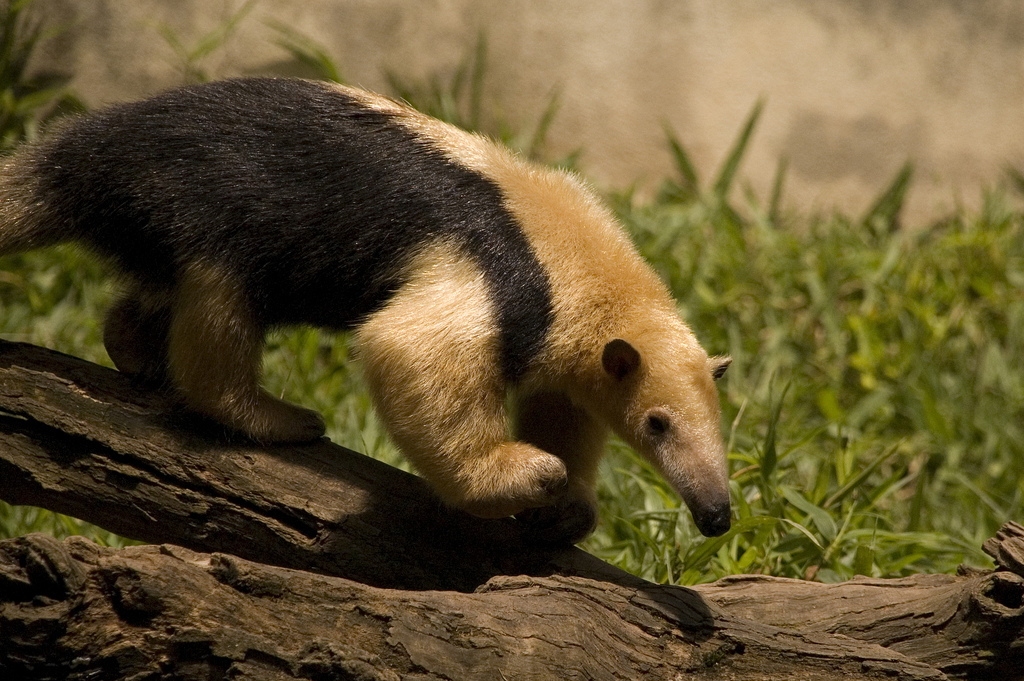 Vamos falar do Cerrado?: Fauna do Cerrado