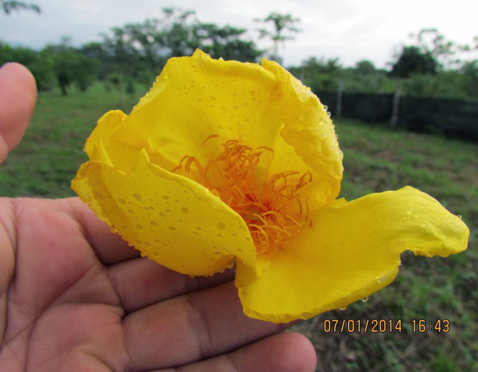 INTERCAMBIO DE SEMILLAS: SEMILLAS QUE TENGO O PUEDO CONSEGUIR, PARA ...