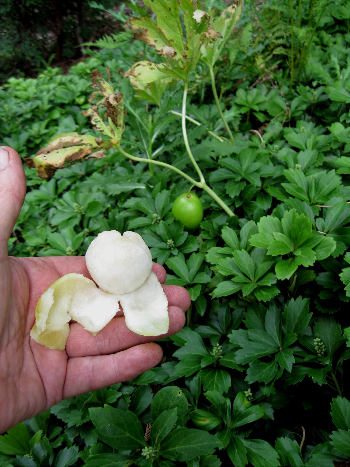 1003 Gardens: Tasty fruit of the Mayapple, Podophyllum peltatum