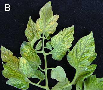 Tarım Siteniz: Tomato Infectious Chlorosis Virus Domates Bulaşıcı ...