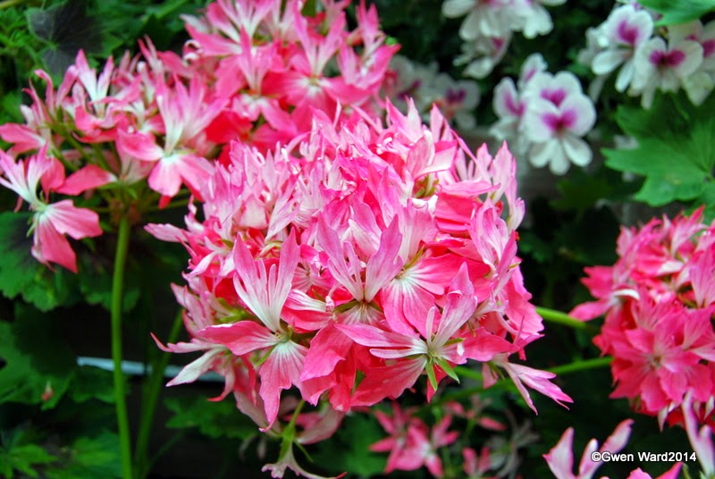 PERFECT PELARGONIUMS: Stellar Pelargonium "Ade's Elf"
