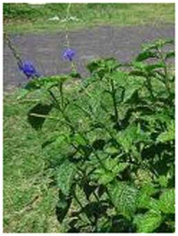 FLORA INDONESIA (Botanical Survival): Pecut Kuda (Stachytarpheta ...