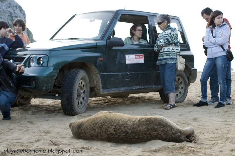 playadebonhome: Foca moteada o común (Phoca vitulina) en Oriñón