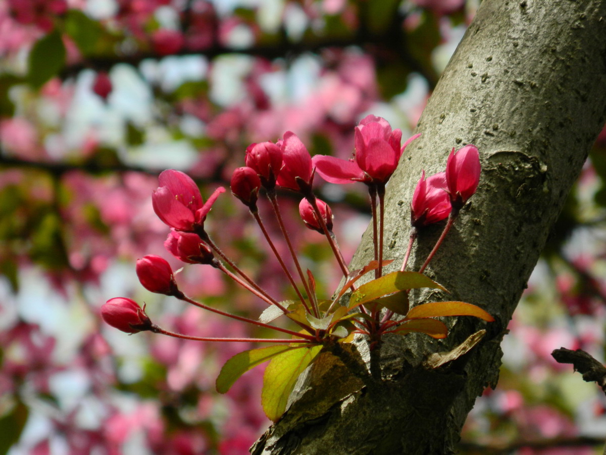 LA MULTI ANI, ROMANIA!: Pom inflorit cu flori rosii
