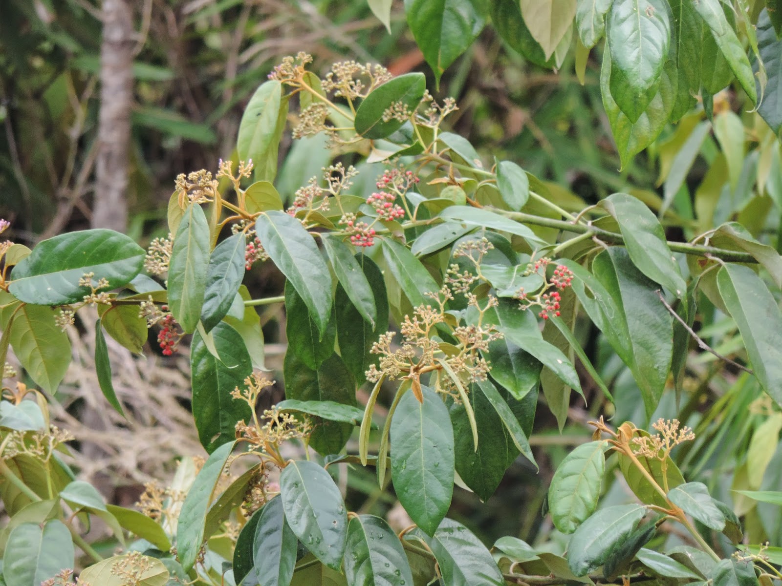 Callicarpa pentandra ~ Prapatan SPS