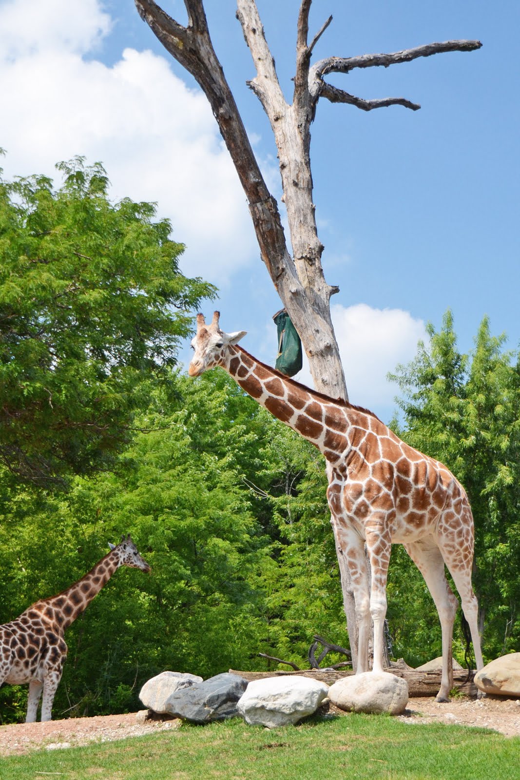 Snippets from Springdale: Zoo Zunday