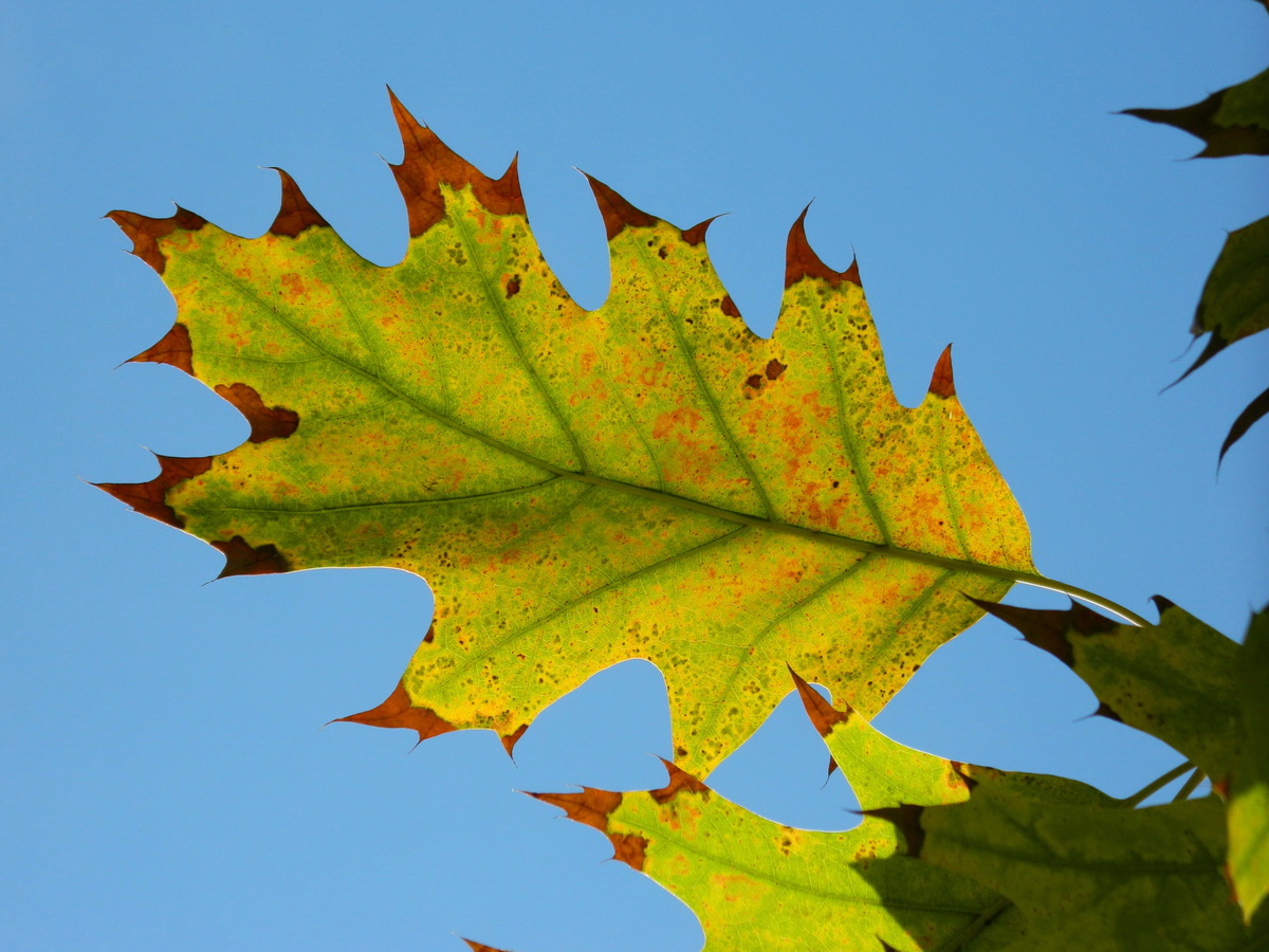 LA MULTI ANI, ROMANIA!: Frunze de stejar viu colorate