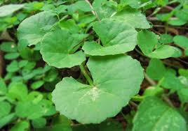 MANFAAT DAUN ANTANAN (Centella Asiatica) | PEMBELAJARAN IPA