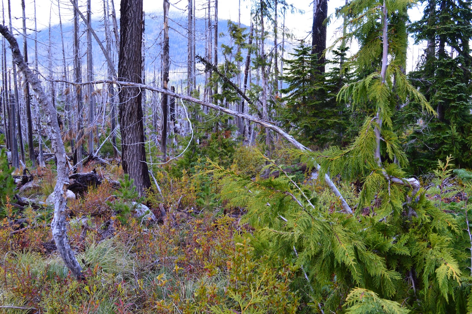 into the wild oregon: Olallie Butte-Wasco County