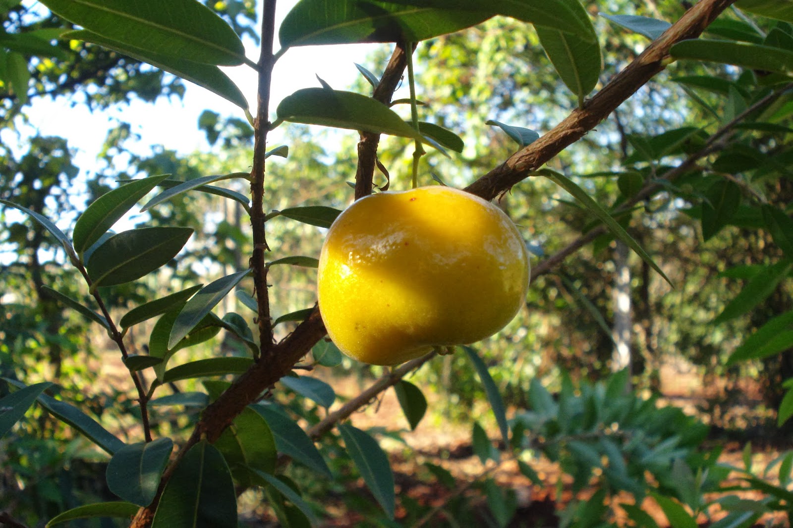 Blog da Chácara Recanto das Pedras: Uvaia (Eugenia uvalha)