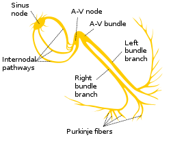 Atrial Fibrillation and Atrial Flutter