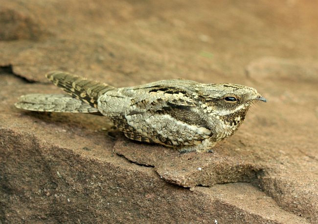 Birds of Saudi Arabia: European Nightjar in the Eastern Province of ...