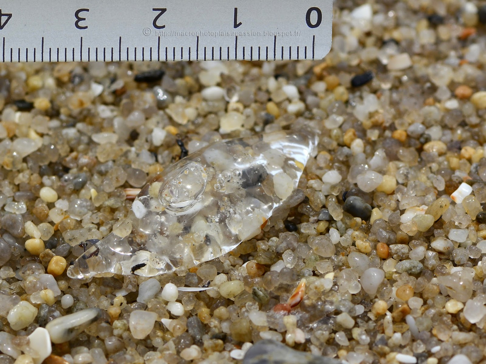 Macrophoto plaisir passion: Salpes, Salpidae