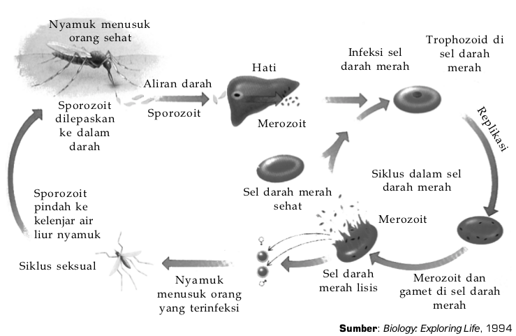 Waspada Demam DBD ( Deman Berdarah Dengue ) ~ Batu Sondat | Blog Dalam ...