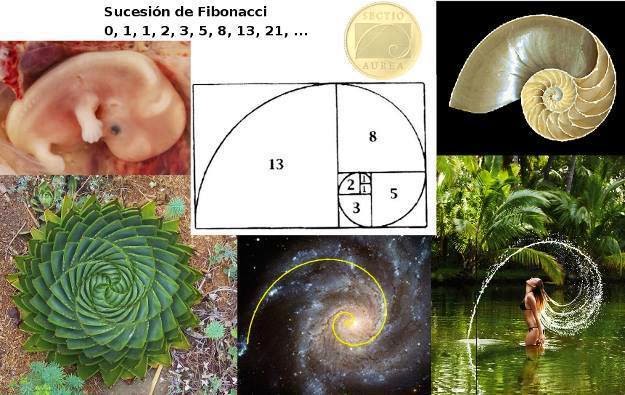 MMSorge - Frequências Fibonacci: Quem foi Fibonacci?