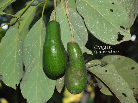 Pure Oxygen Generators: Fruits in July - avocados!