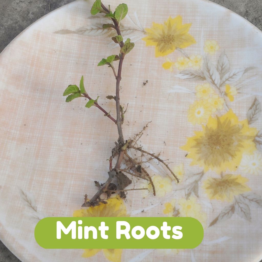 Veggies Home Kitchen Garden: Mint Growth, Propagation, Pruning and Harvest