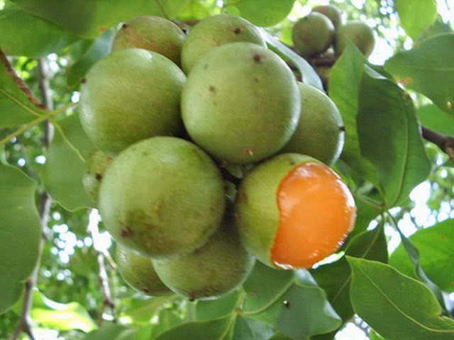 El mamón, una fruta exótica que presume de curar el cáncer.