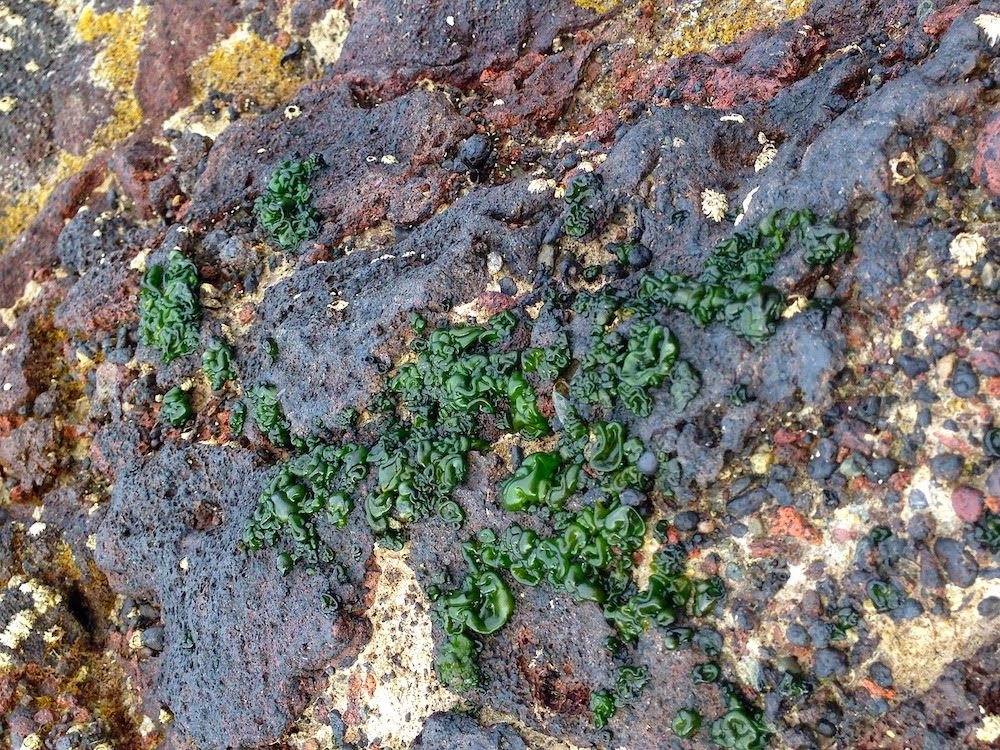 Rafael Microfauna Marina: Calothrix crustacea (Cianobacterias)