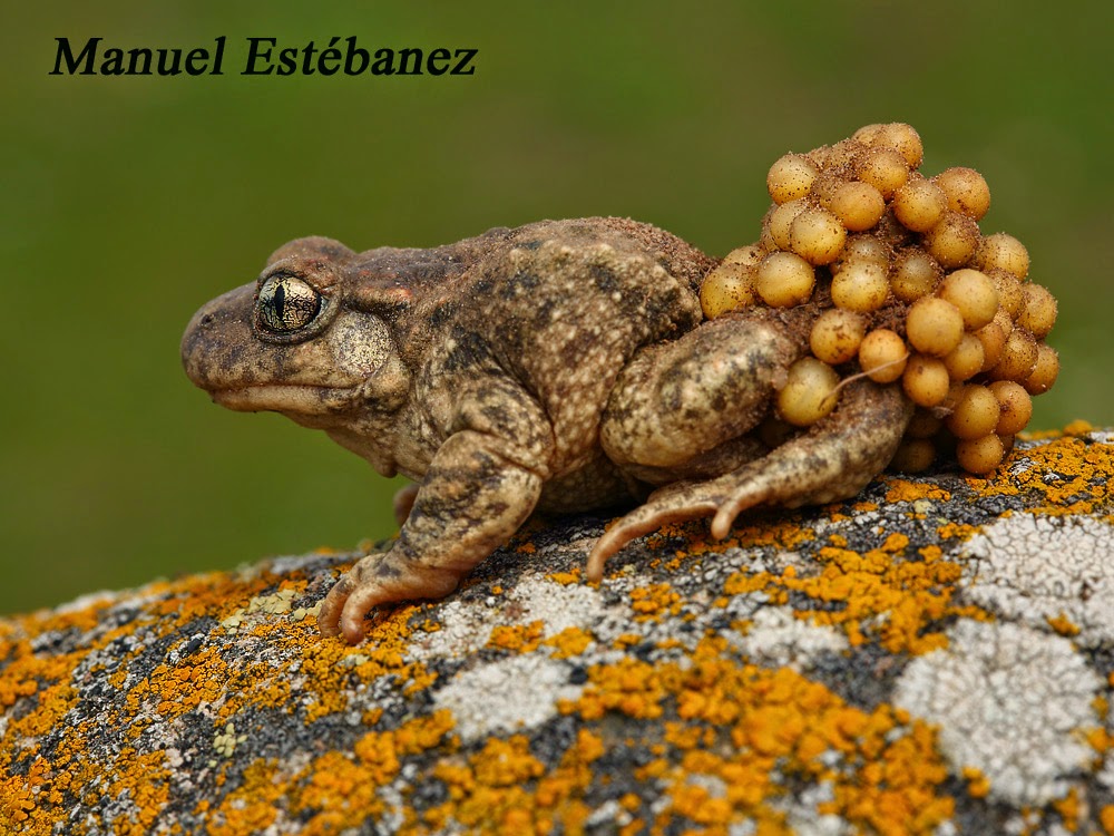 Miradas Cantábricas: Sapo partero común (Alytes obstetricans) II
