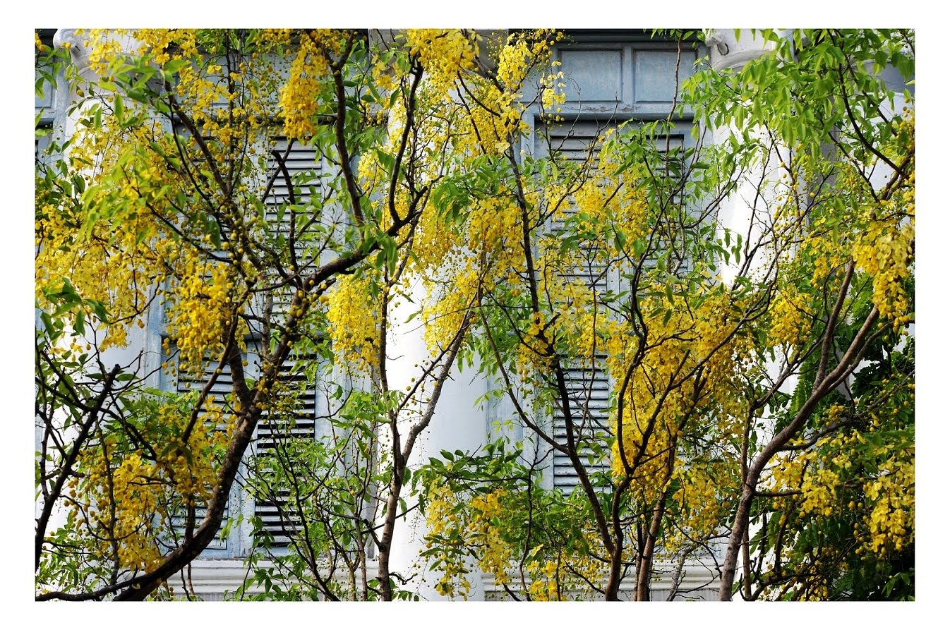 The Green Ogre: Indian Laburnum - the Vishu tree