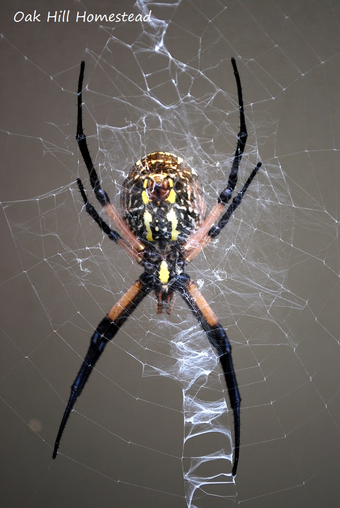 Predatory Bugs: Natural Enemies Of Common Pests - Oak Hill Homestead