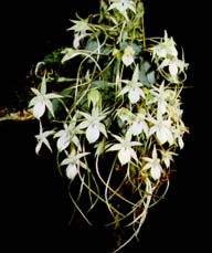 GOLDEN DREAMLAND: Language of Flowers