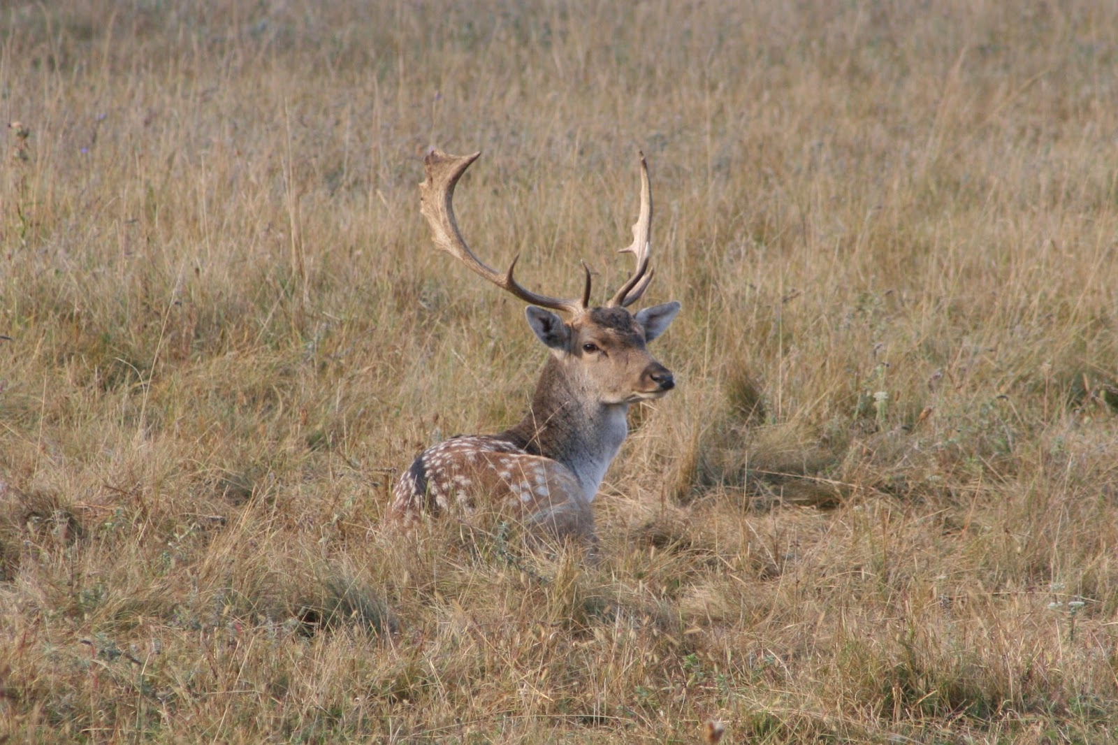 ANIMALE: CERBUL LOPATAR