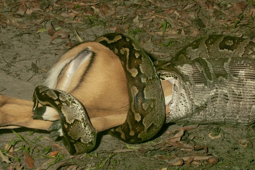 AVEEK- Blogs: African rock python