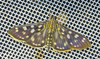 BunyipCo: Moth Night 2016