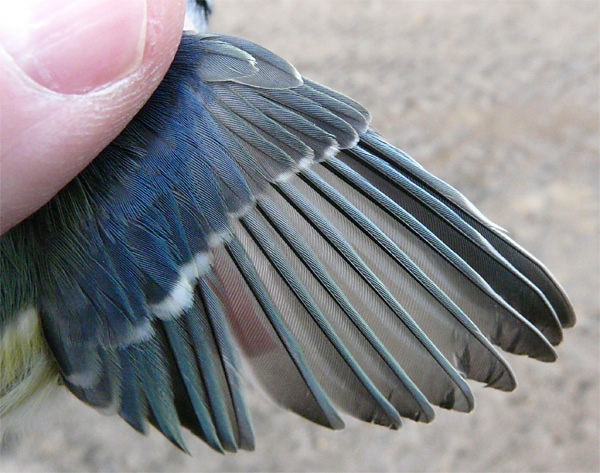 The Barley Birder: Manor Farm Bird Ringing
