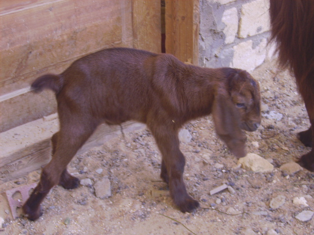 Rahmani Sheep, Shami Goats & More Ain Musa Farm: Our Arrival: Shami ...