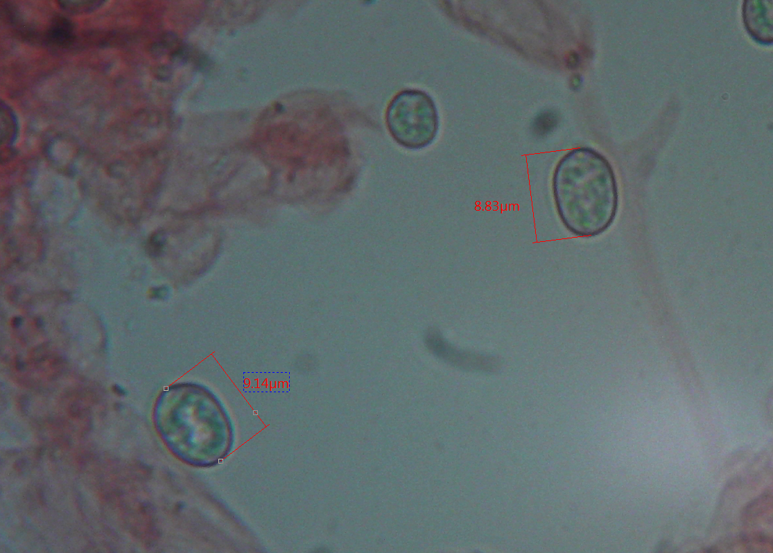 Misidentifying Fungi: August 2018