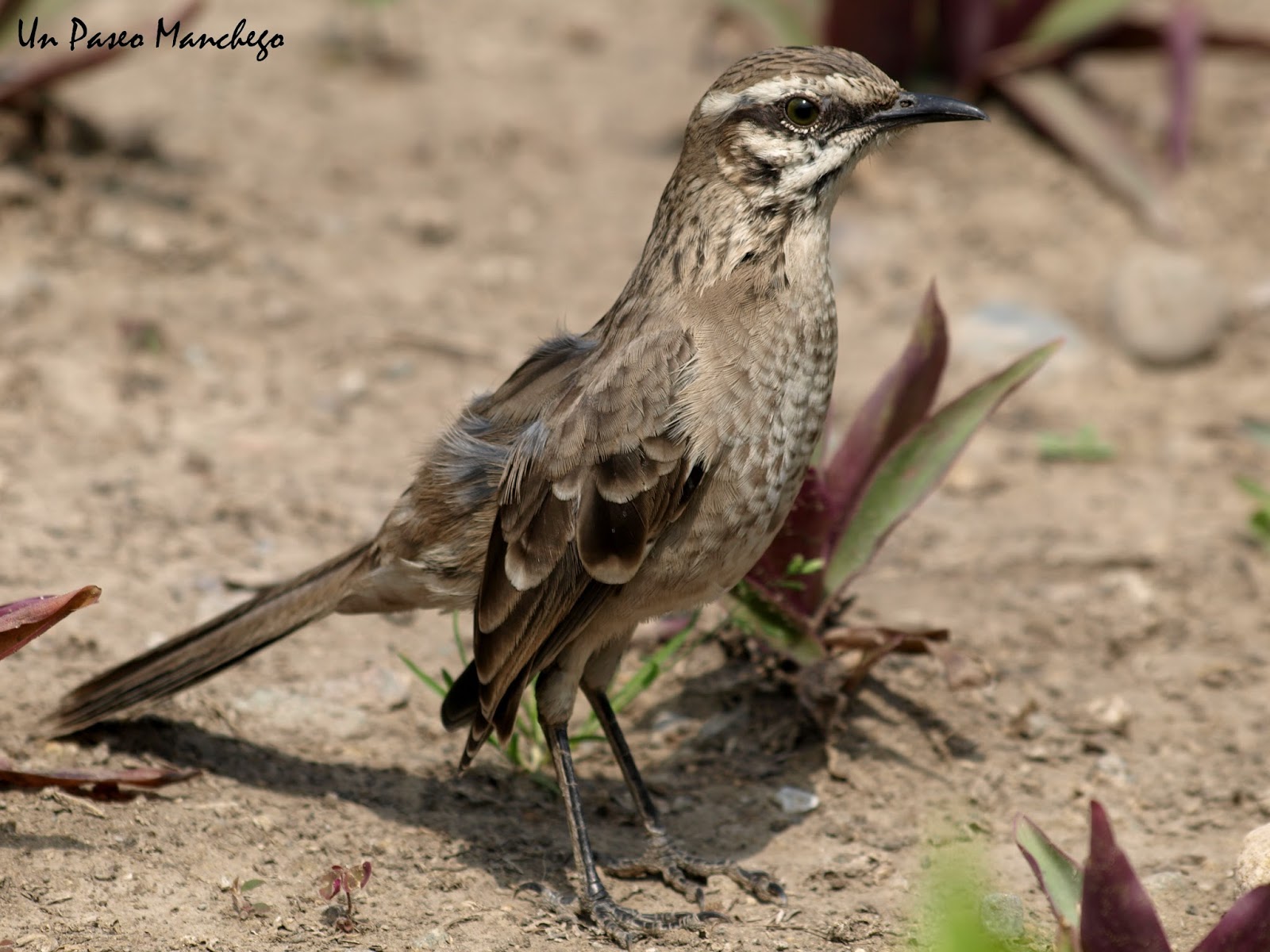 Un Paseo Manchego: Chisco; Mimus longuicaudatus.