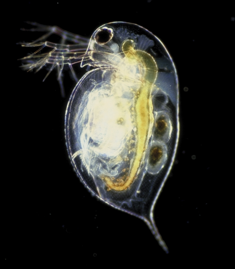 Polzin Biology Blog: Daphnia!